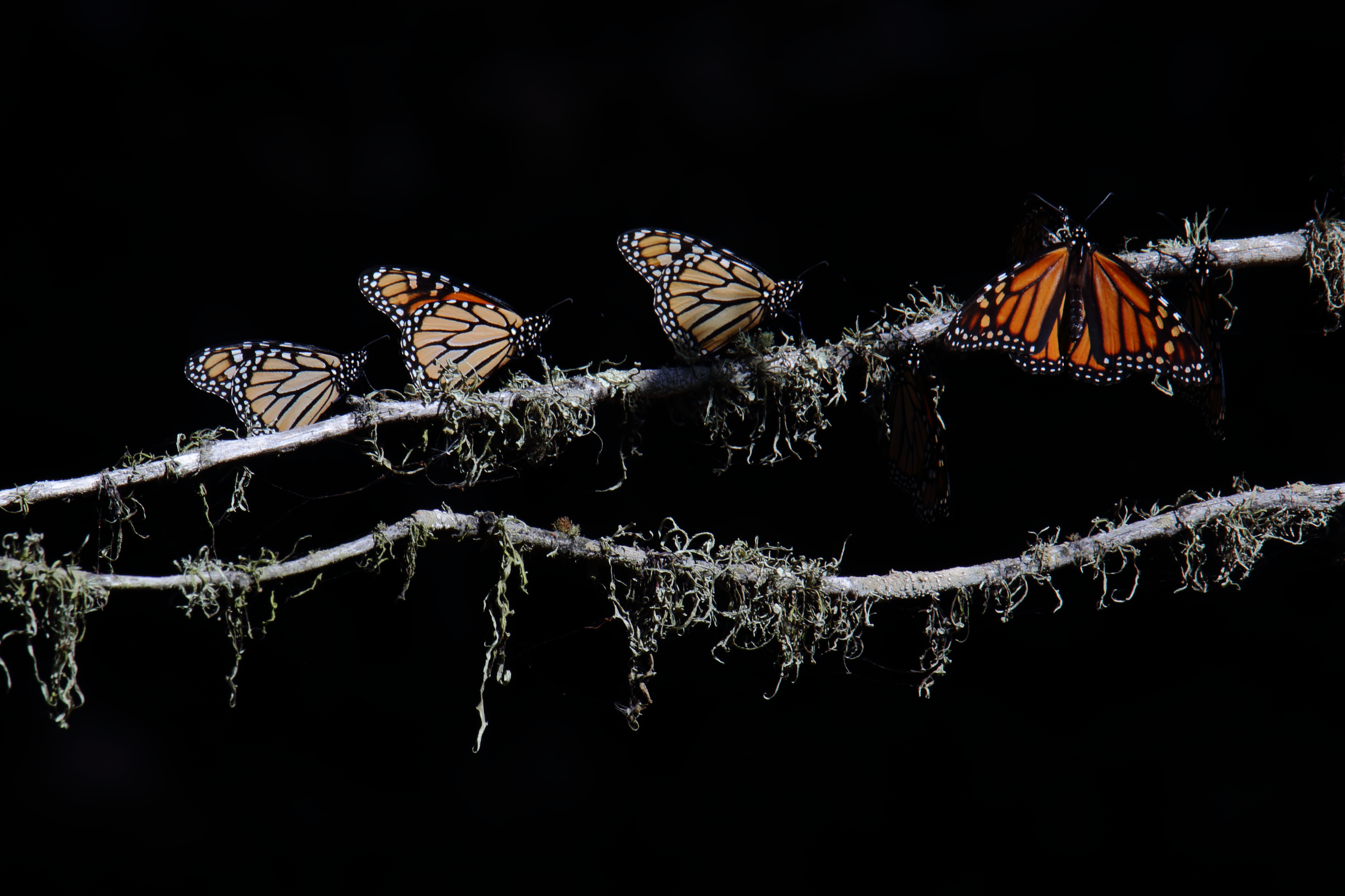 Monarch Butterfly at Natural Bridges SB