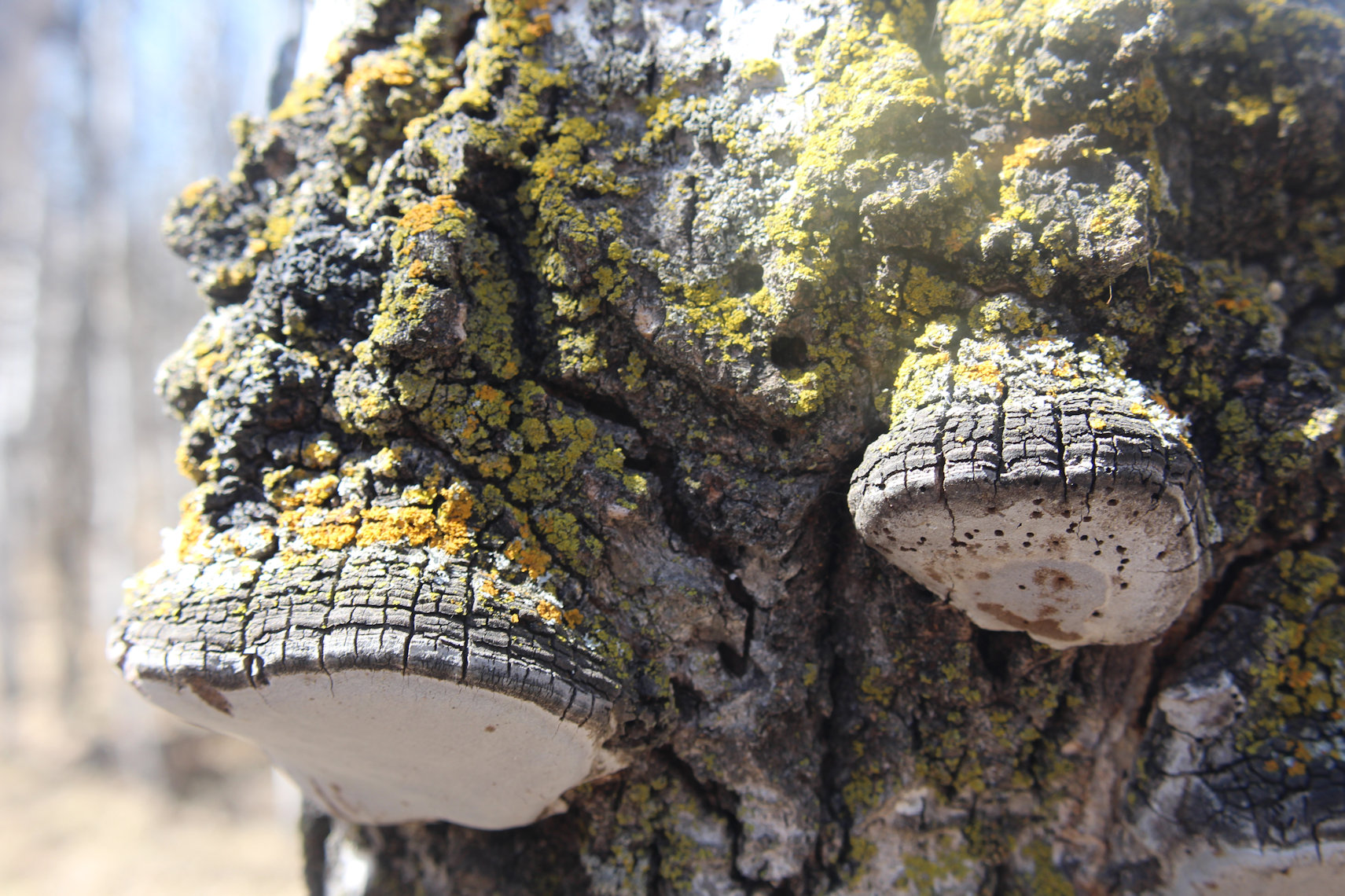 Assiniboine Forest Plant Life: An Exploration of Trembling Aspen Bark