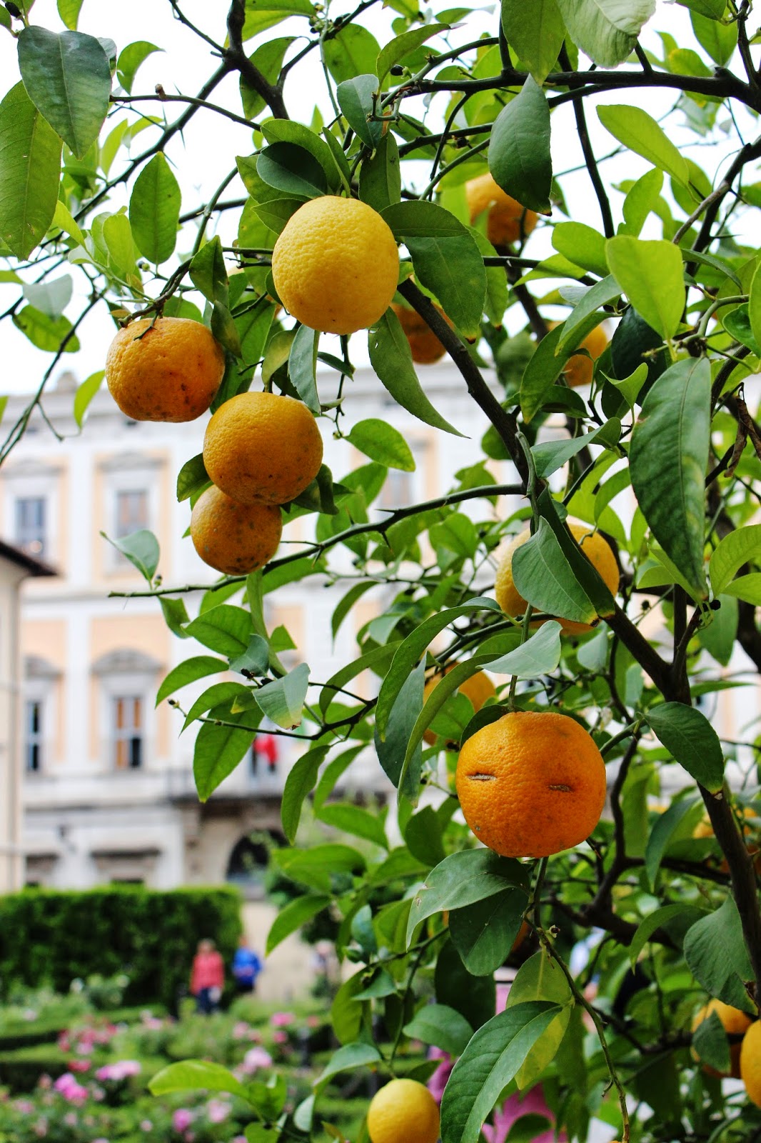 lew party of 2: Italian Adventure 2014: A Roman Holiday