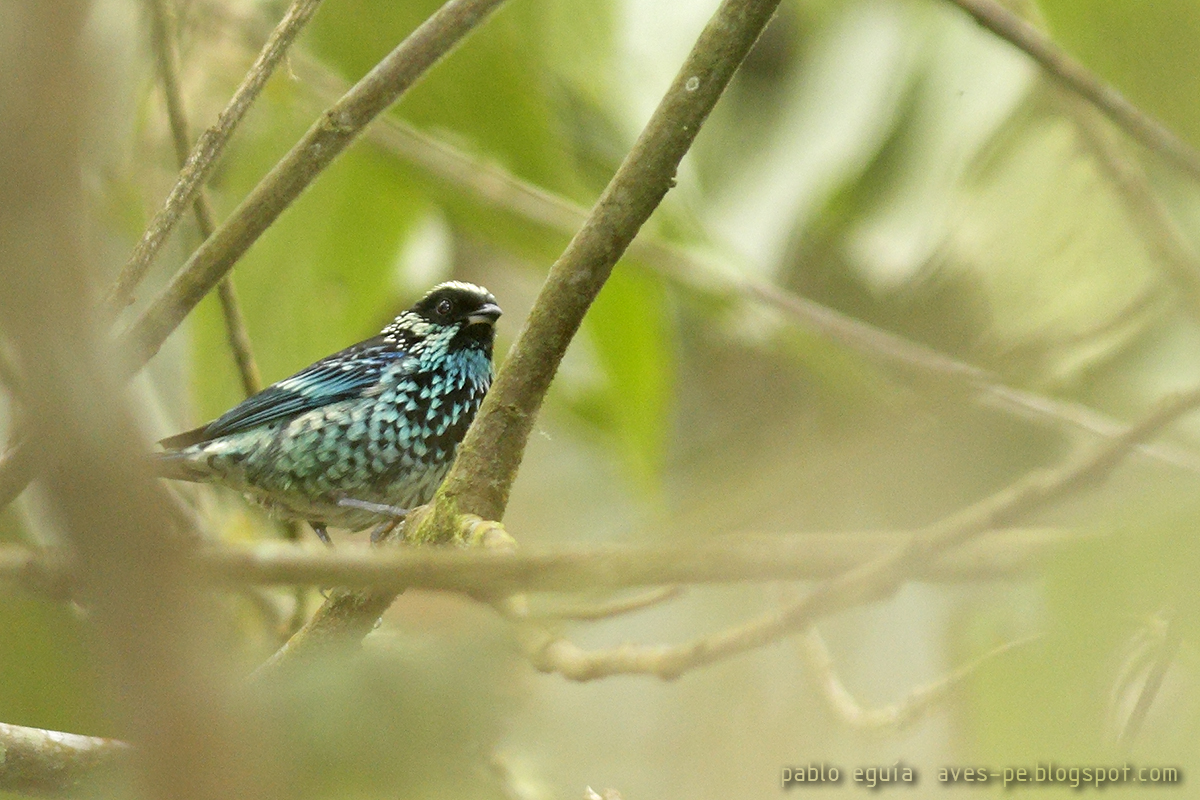 mis fotos de aves: Tangara nigroviridis Tangara de Lentejuelas Beryl ...