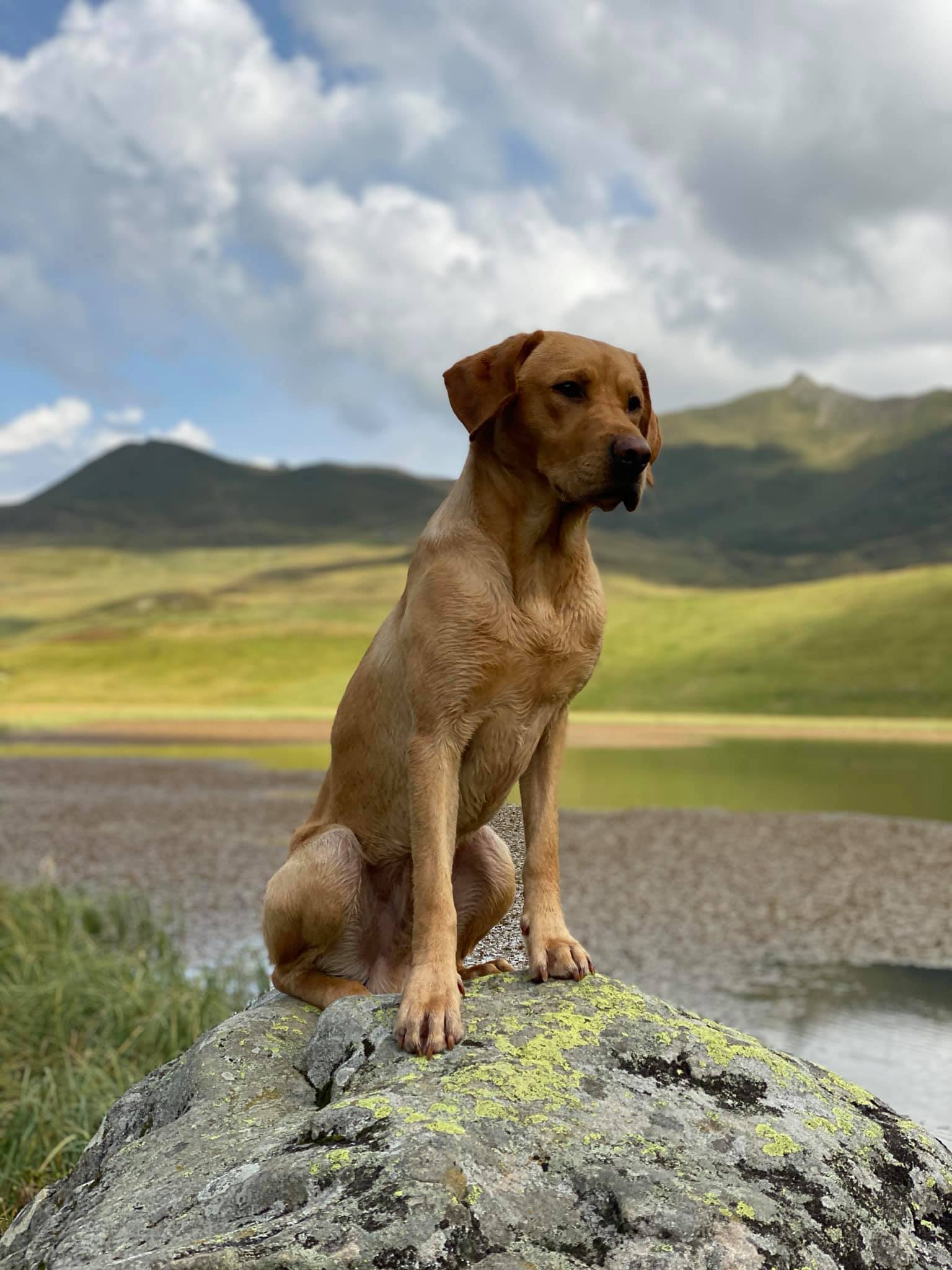 Ripasflight - Retriever: Oakshot Tartan