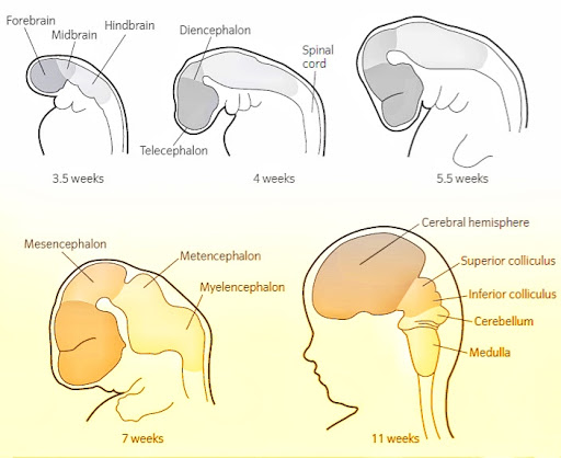“THIS LITTLE BUN IS ALMOST DONE” - The Process of fetal brain ...