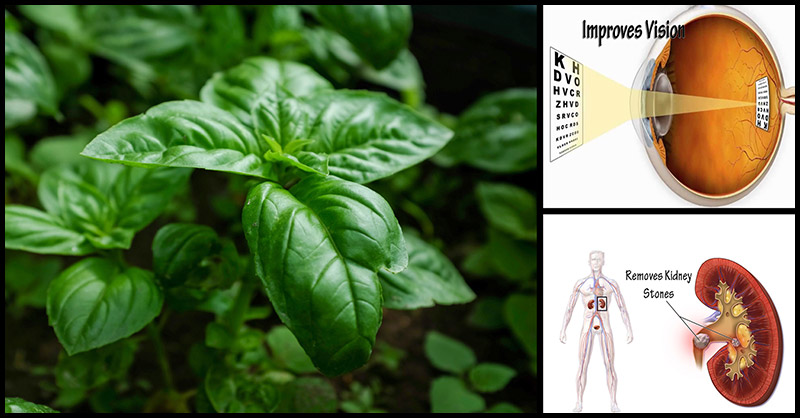 Health Benefits Of Basil | Dr Farrah MD