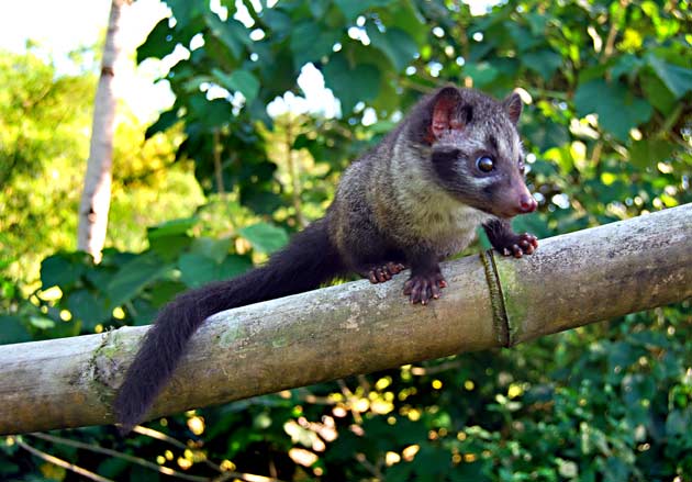 Musang or Masked Asian Civet Cat: Rescuing an Asian Masked civet cat