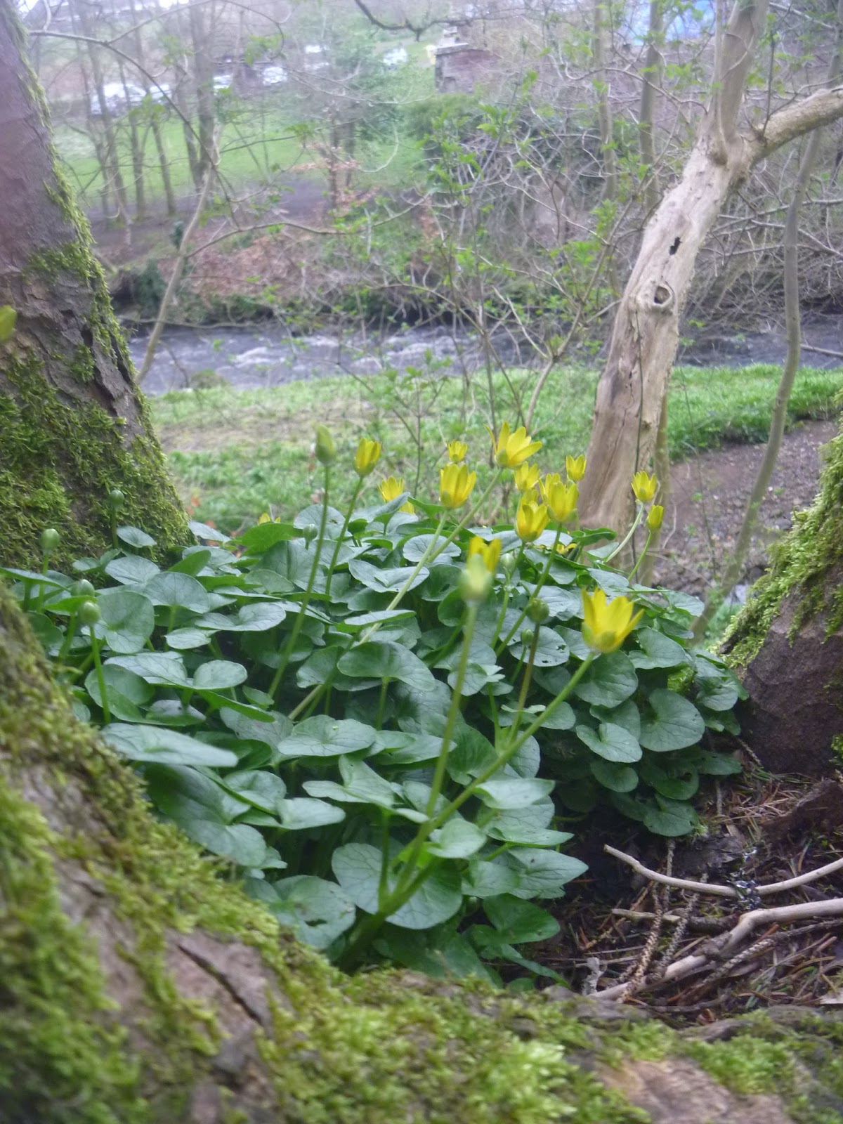 Crafty Green Poet: Spring is sprung even on a dull day