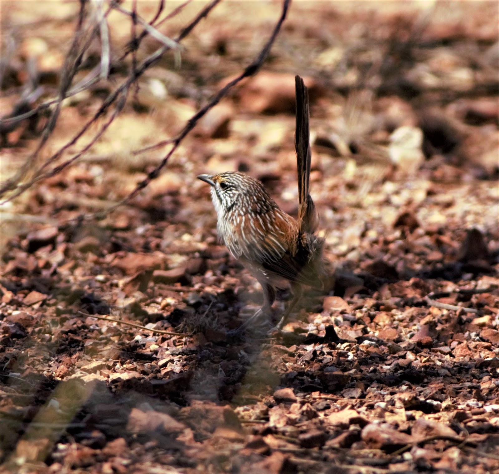 sunshinecoastbirds: Lark Quarry: Grey Falcon, Rusty Grasswren, Rufous ...