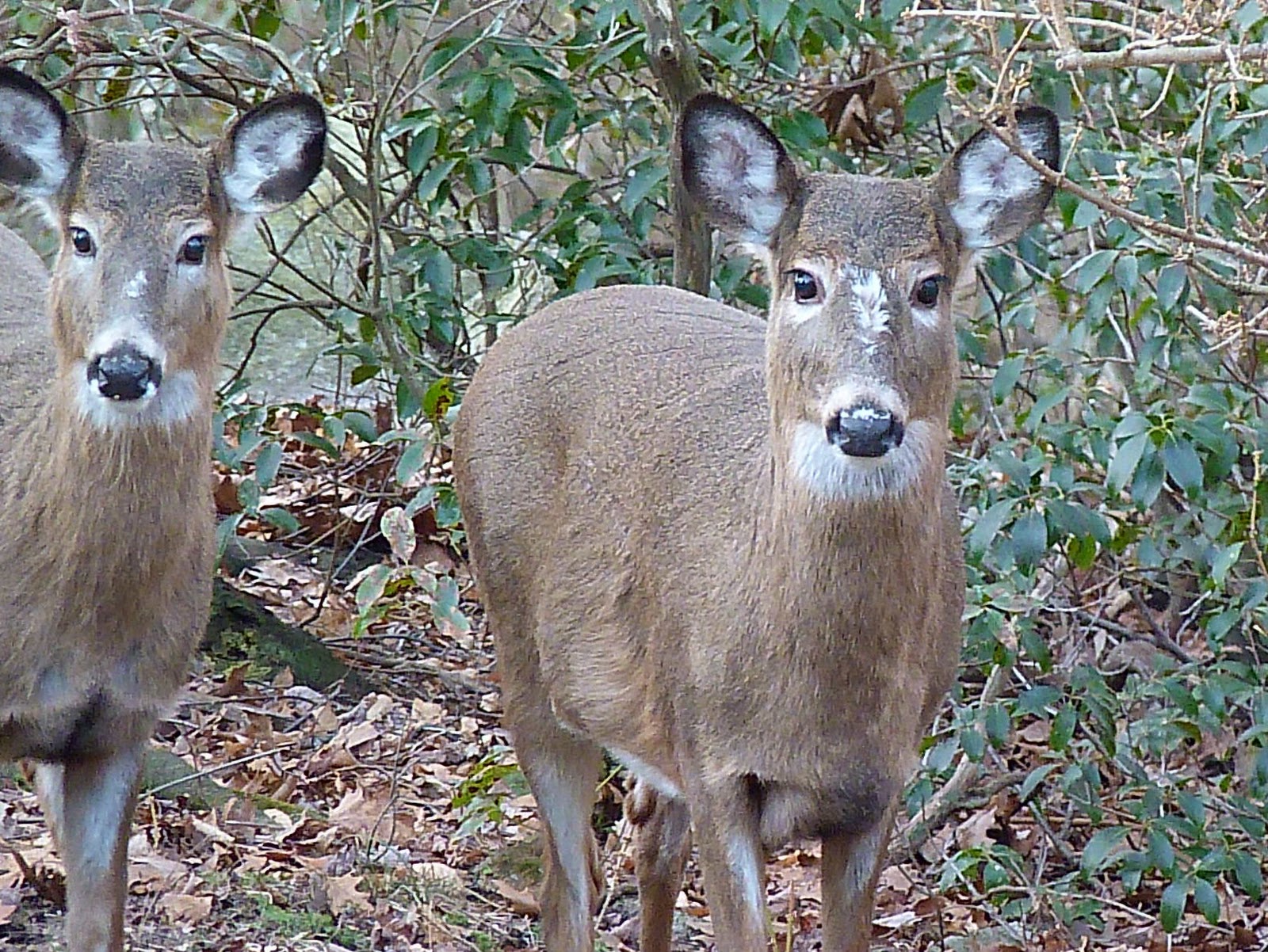 Wildlife Lane: White Blaze on Deer's Snout