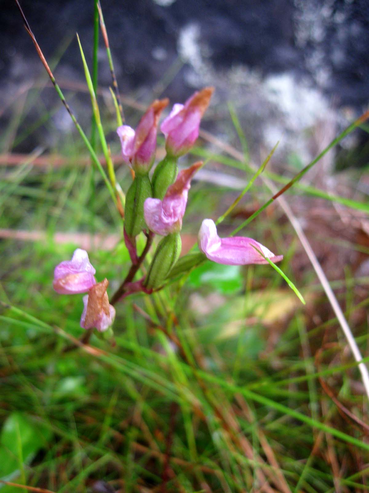 Walkies on Table Mountain: December 2011