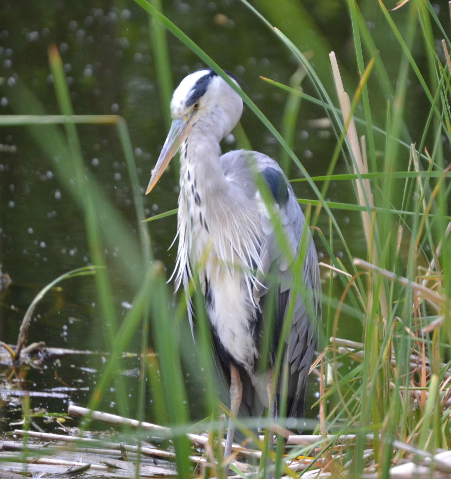 Woods Walks and Wildlife: Scandinavian sights, Part 1: Copenhagen birds
