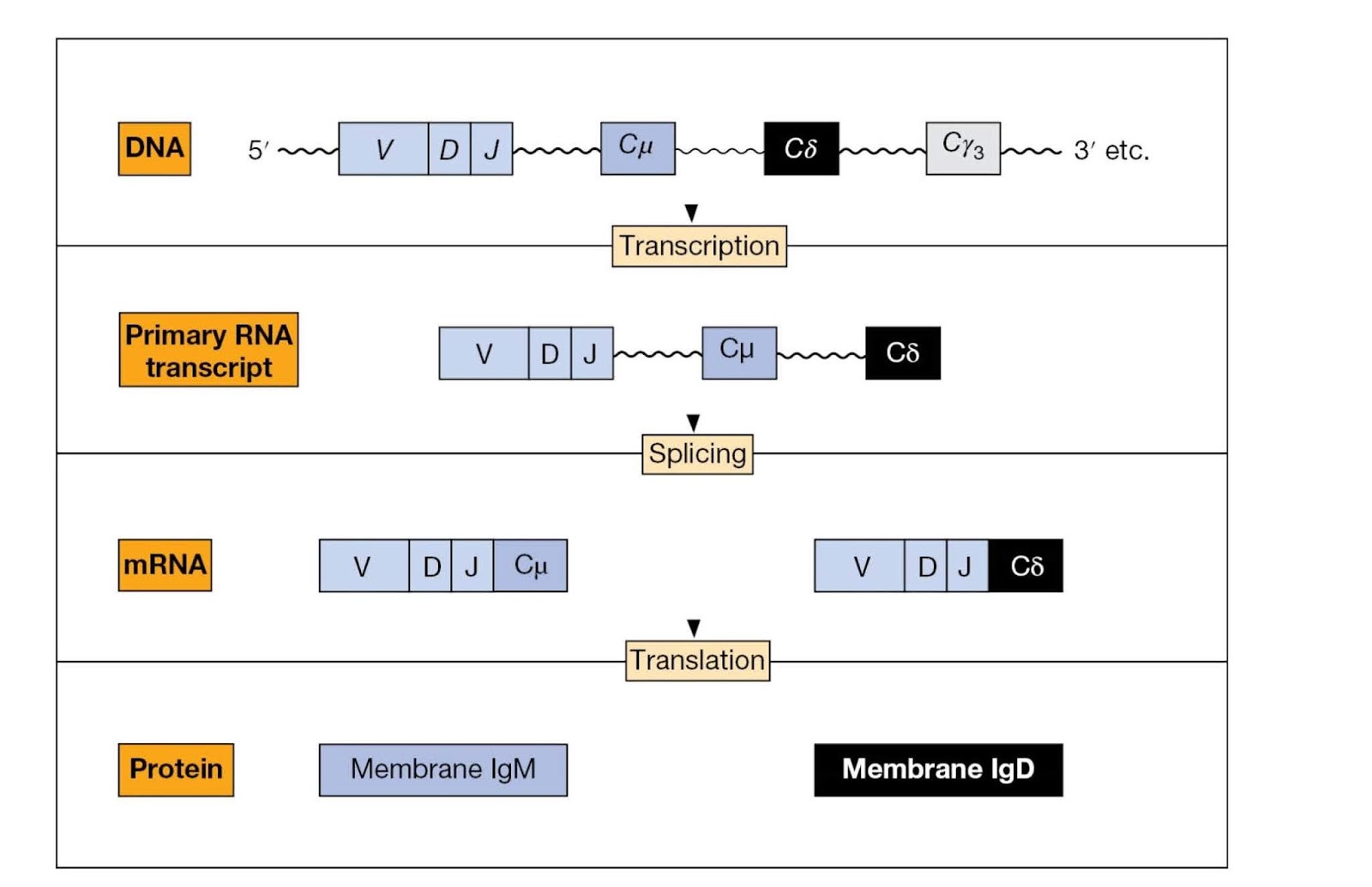 The B‐Cell Surface Receptor For Antigen (BCR) - pediagenosis