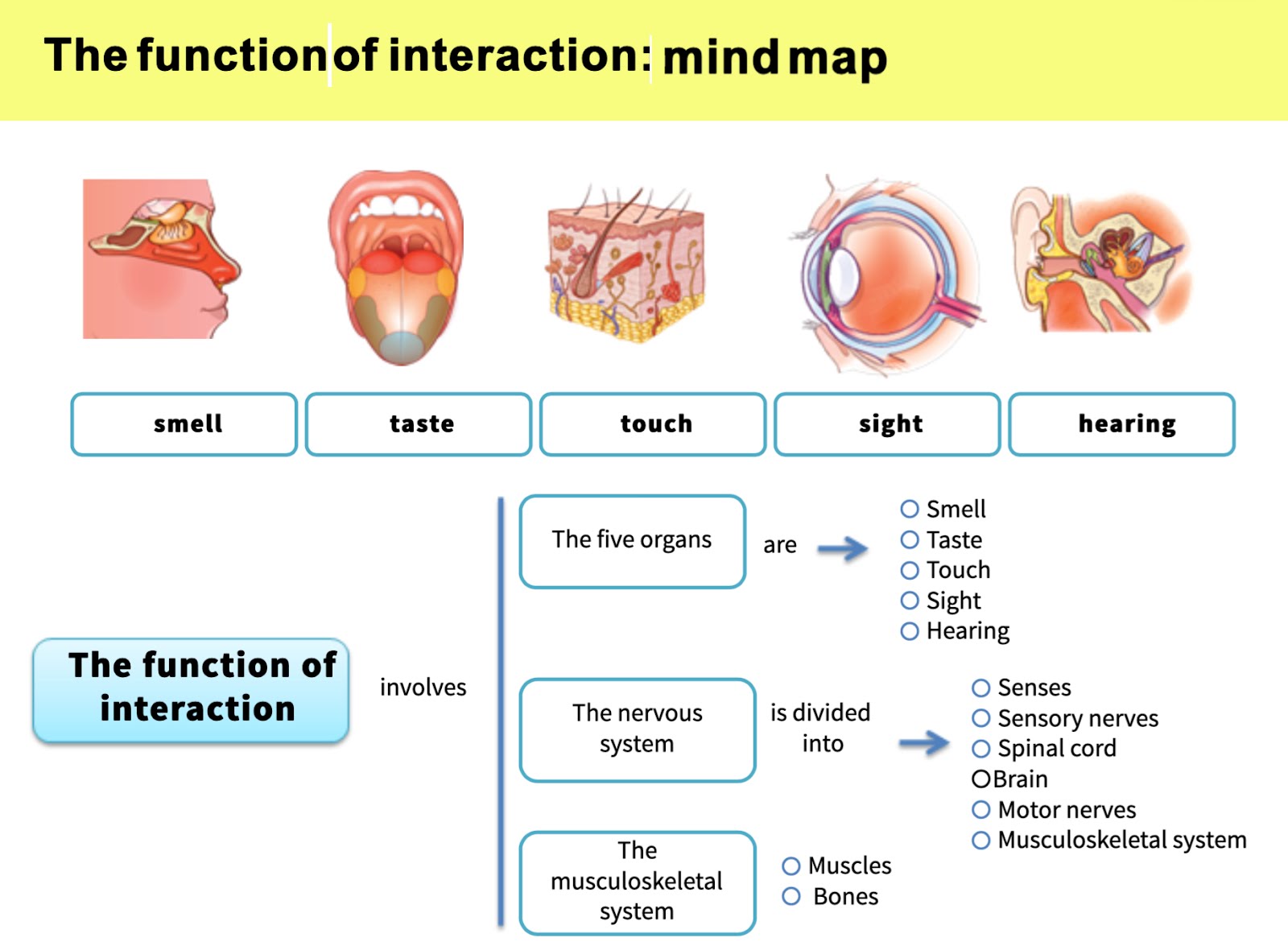 Blog de 6º de Primaria: Natural Science - Unit: The human body and ...