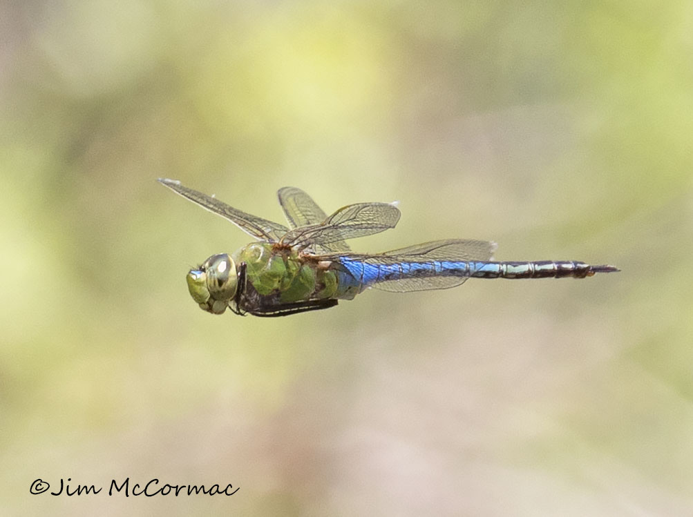 Ohio Birds and Biodiversity: Dragonfly swarms, of epic scope and scale!