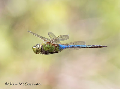 Ohio Birds and Biodiversity: Dragonfly swarms, of epic scope and scale!