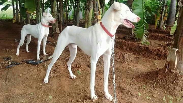 Tamilnadu Native Dog Breeds