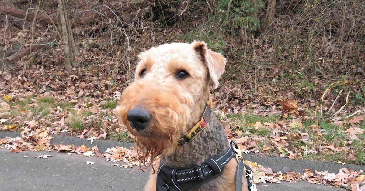 Molly the Airedale: Nature Friday