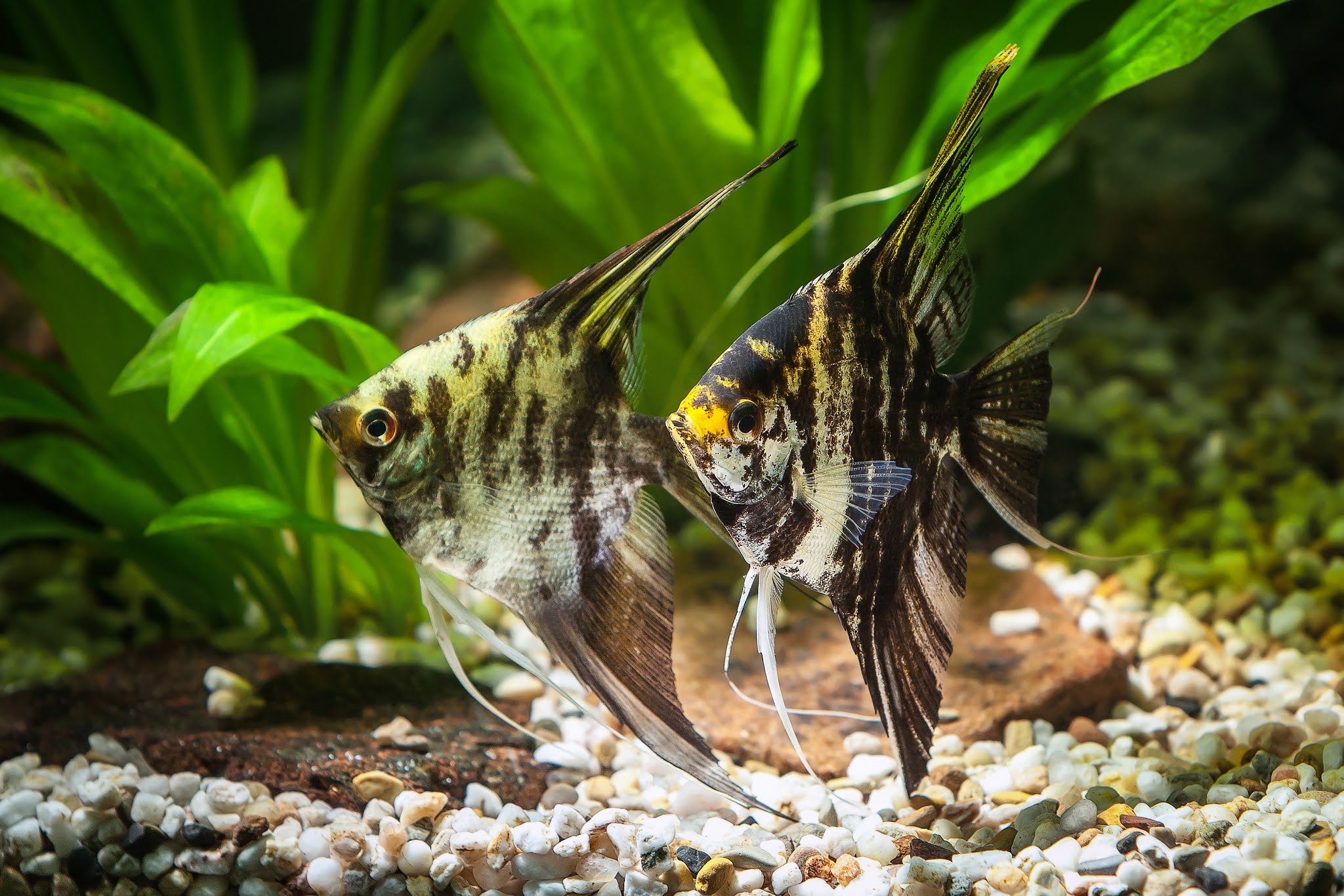Types of Angelfish and Their Unique Characteristics - fish-hobbyist