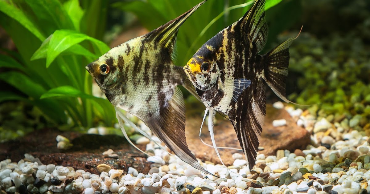 Types of Angelfish and Their Unique Characteristics - fish-hobbyist