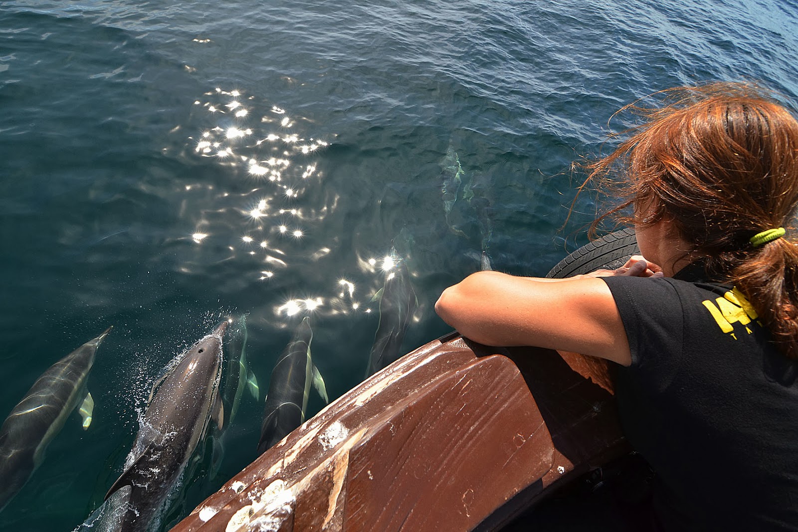 Seabirds Galicia - Pelágicas (2011-2015): 21/09/2013: ¡muy buena lista!
