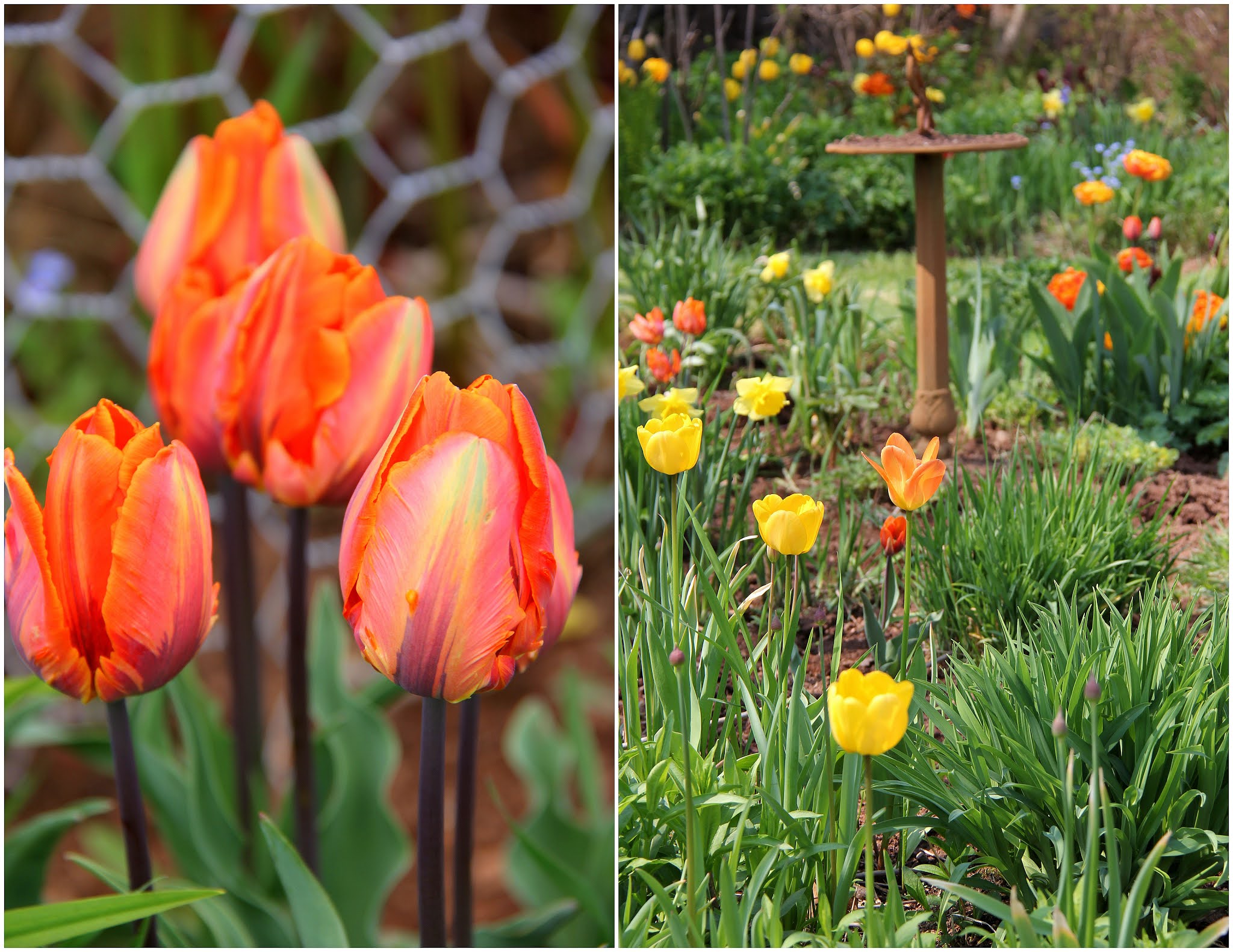 Aiken House & Gardens: Spring Color in our Garden