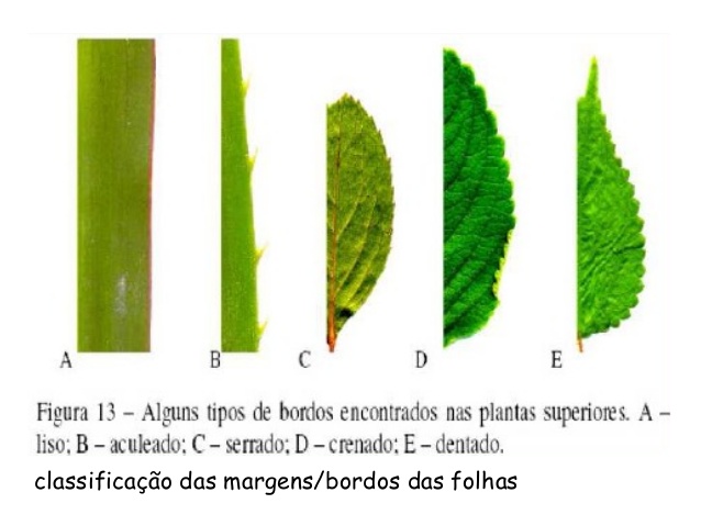Biologia e Química na Cabeça!
