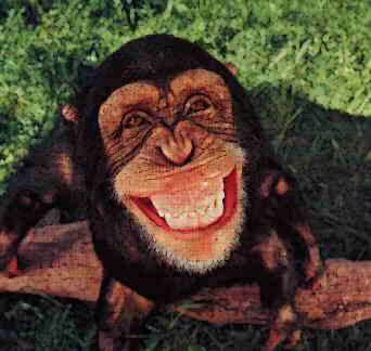 Image Gallary 7: Beautiful Smiling Monkey Pictures, Baby Monkey Pictures