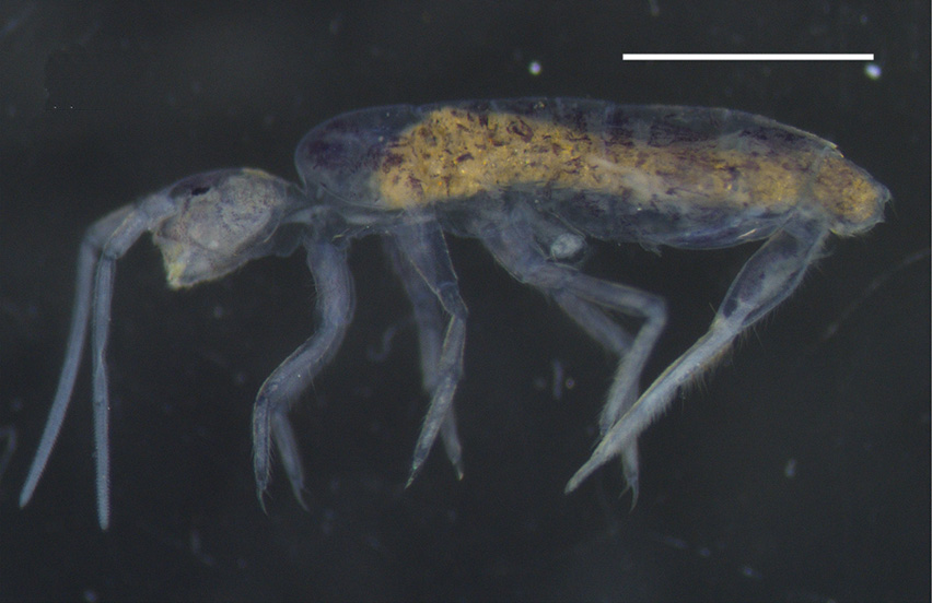 One species a day: A new springtail: Tomocerus tiani