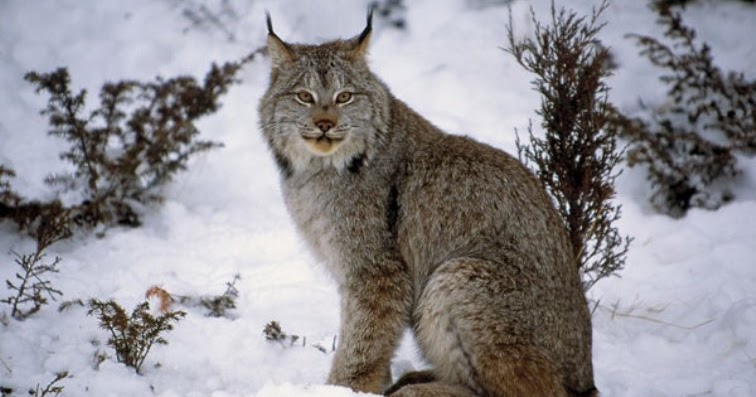 Apakah Ada Kucing di Arktik? | Belajar Sampai Mati