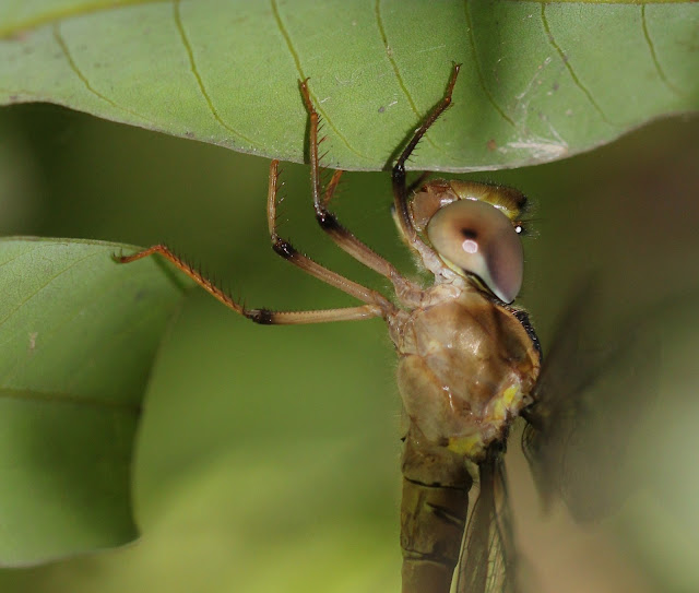 VietOdonata: Gynacantha subinterrupta Rambur, 1842