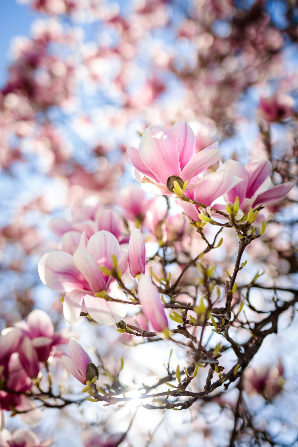 Veličanstvena magnolija | Journal de Luxe - #MItoTako