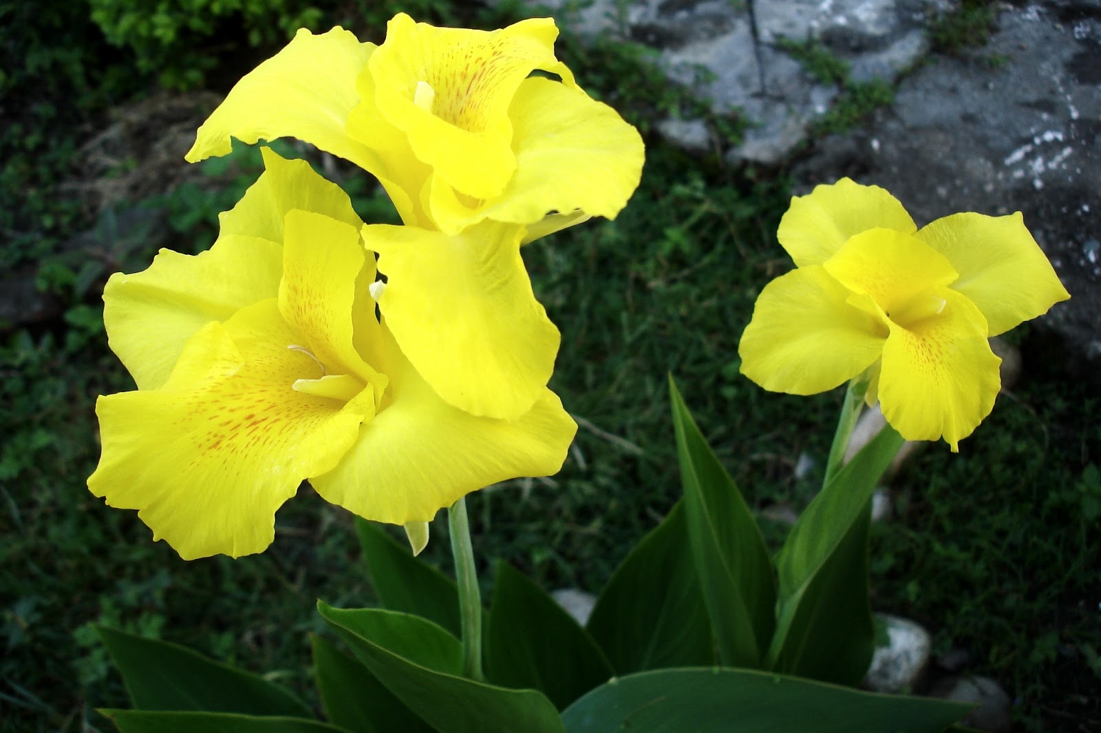 The Girl And Her Camera: Canna Lily: In Big and Bold Yellow