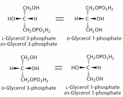 Sandwalk: Better Biochemistry: The Problem with Glycerol Phosphate and ...