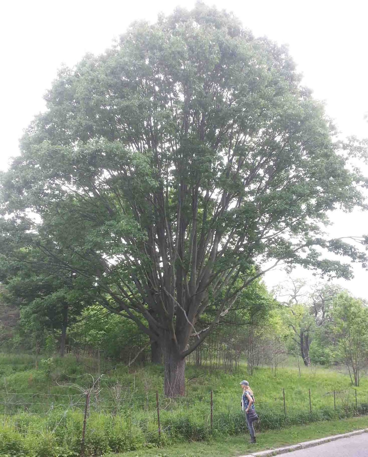 Garden Bloggers Fling - Day 1 (Morning)