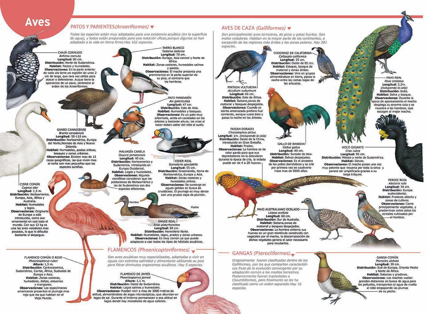 MI NUEVO LIBRO!! GUIA DE LOS ANIMALES!! YA A LA VENTA!!