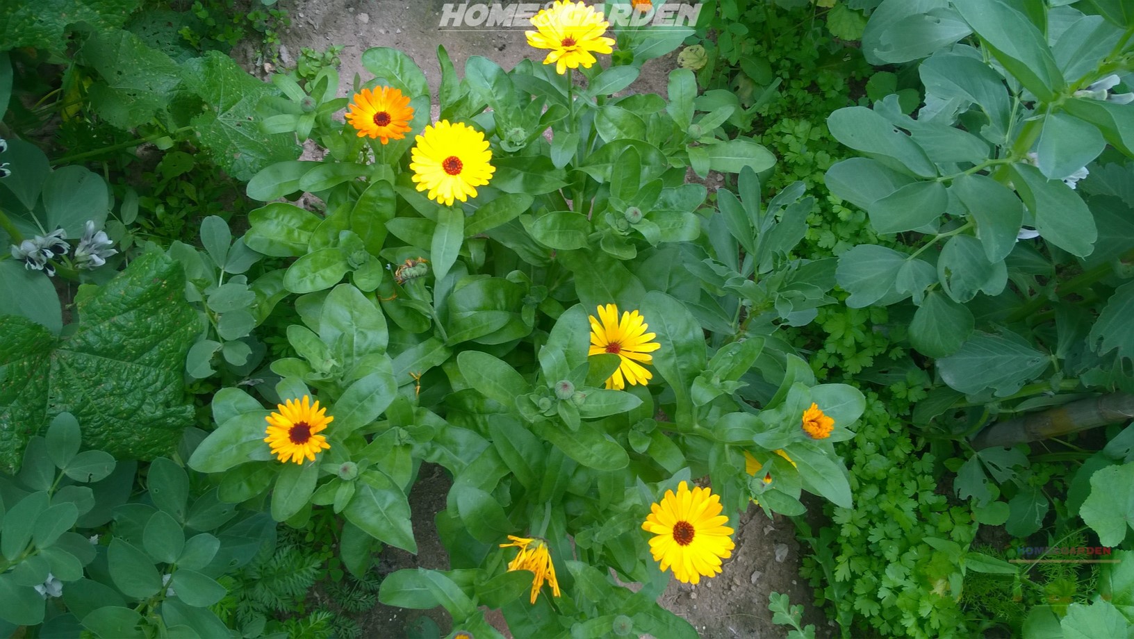 Calendula