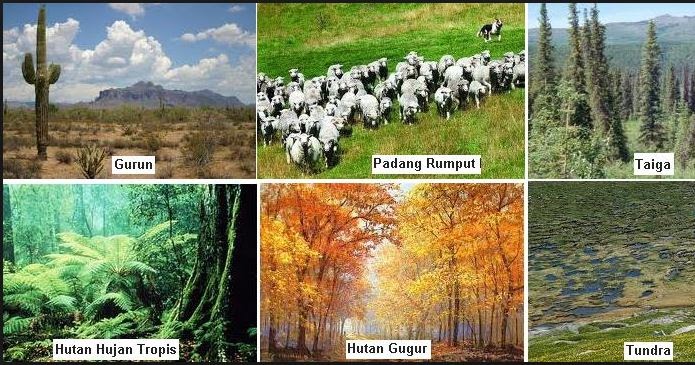 Pengertian Ekosistem serta Macam-macam Jenis Ekosistem Darat dan ...