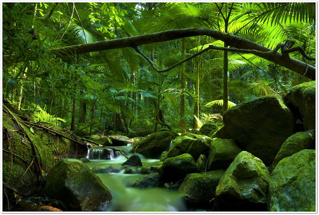 10 hutan terindah di dunia | Jurnal Shikin Razali