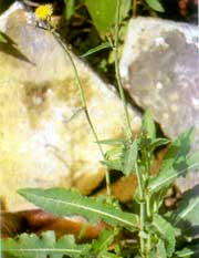 Manfaat Daun Tempuyung ( Sonchus arvensis L.) | Tanaman Obat