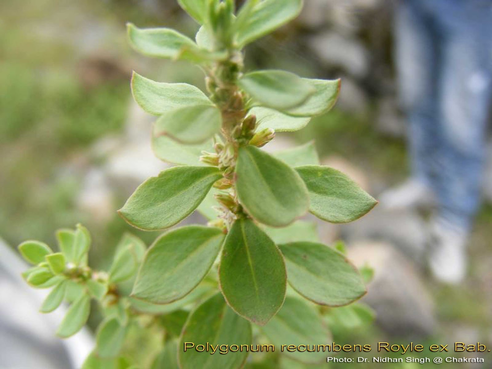 Medicinal Plants: Polygonum recumbens