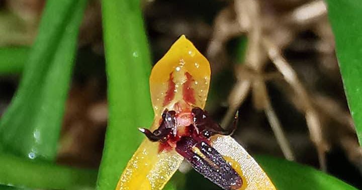 Anathallis funerea (Barb.Rodr.) Luer