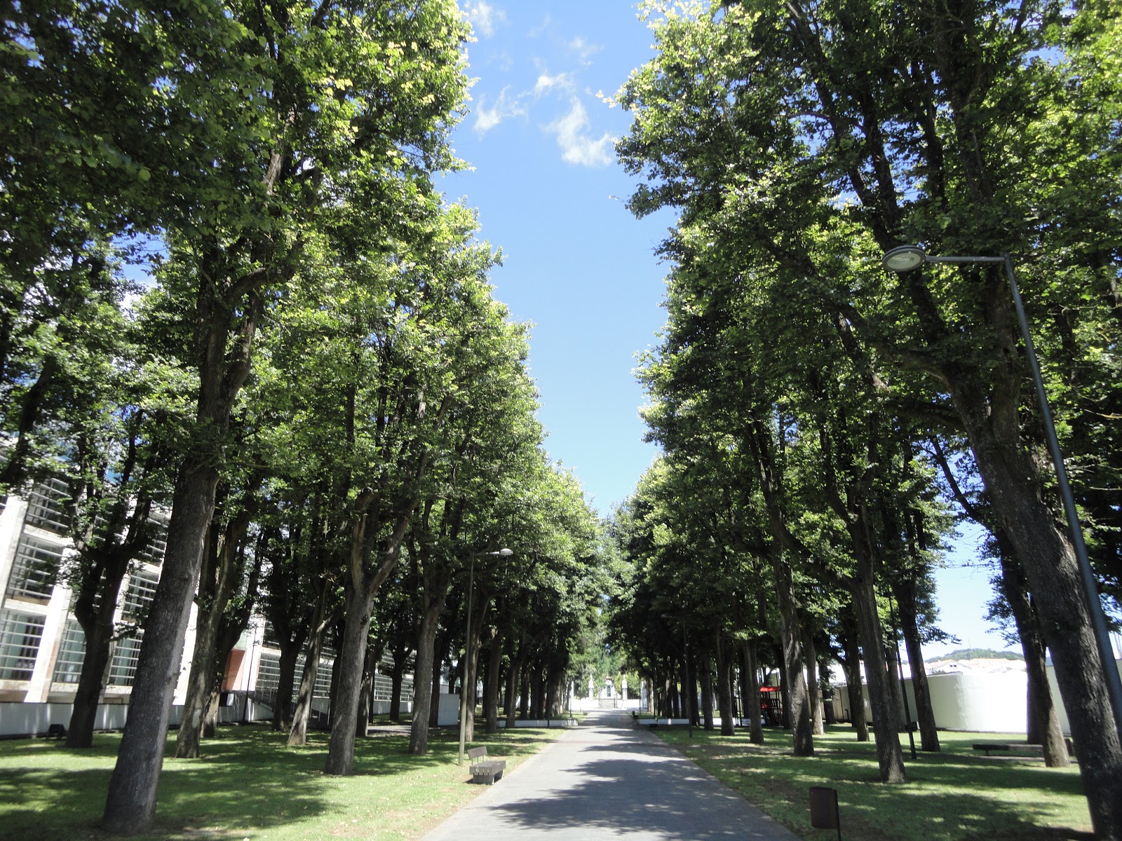Em Defesa das Plantas dos Açores: Ulmus minor Mill.