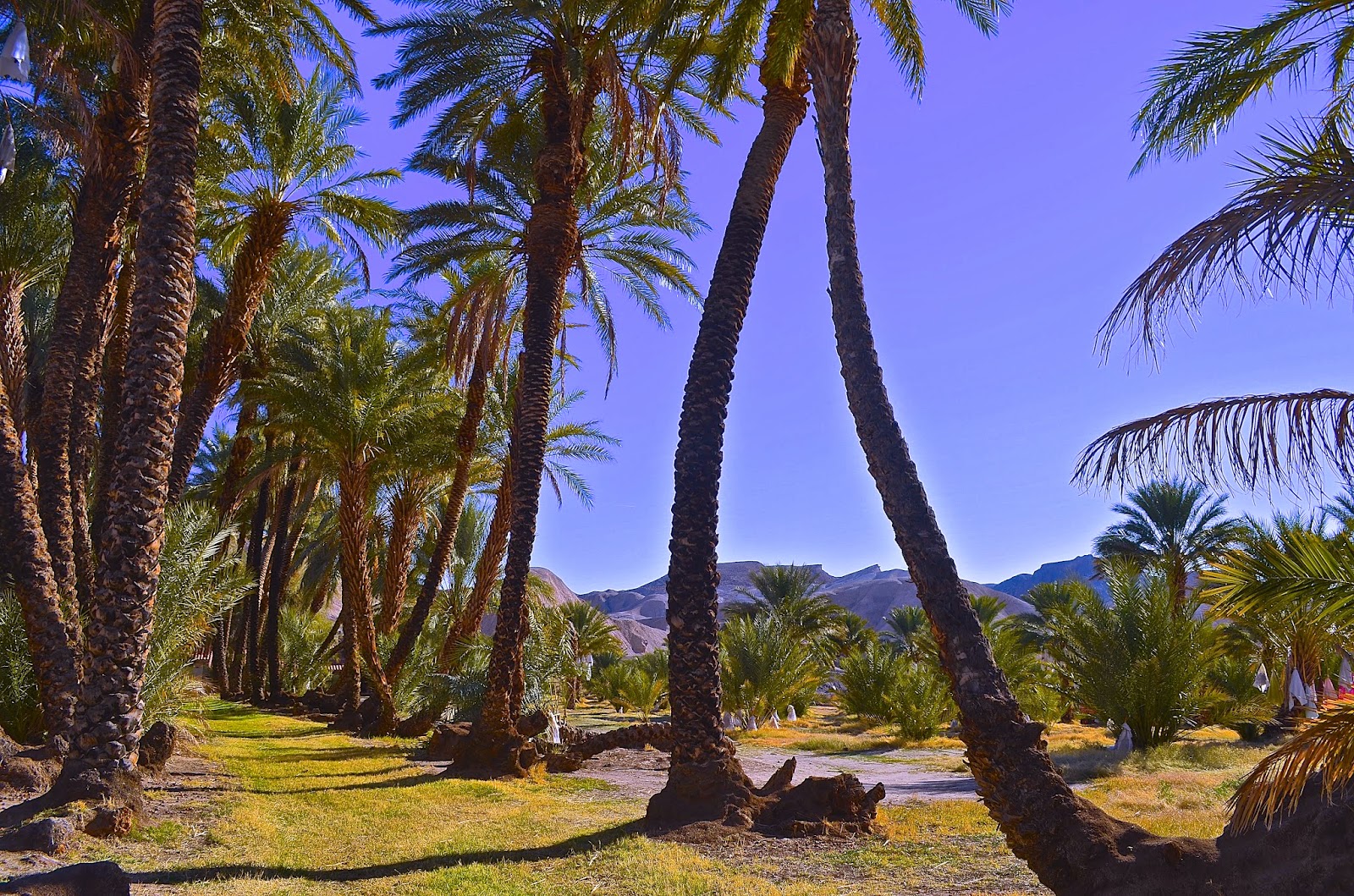 The Journey of a Lifetime: The China Ranch Date Farm