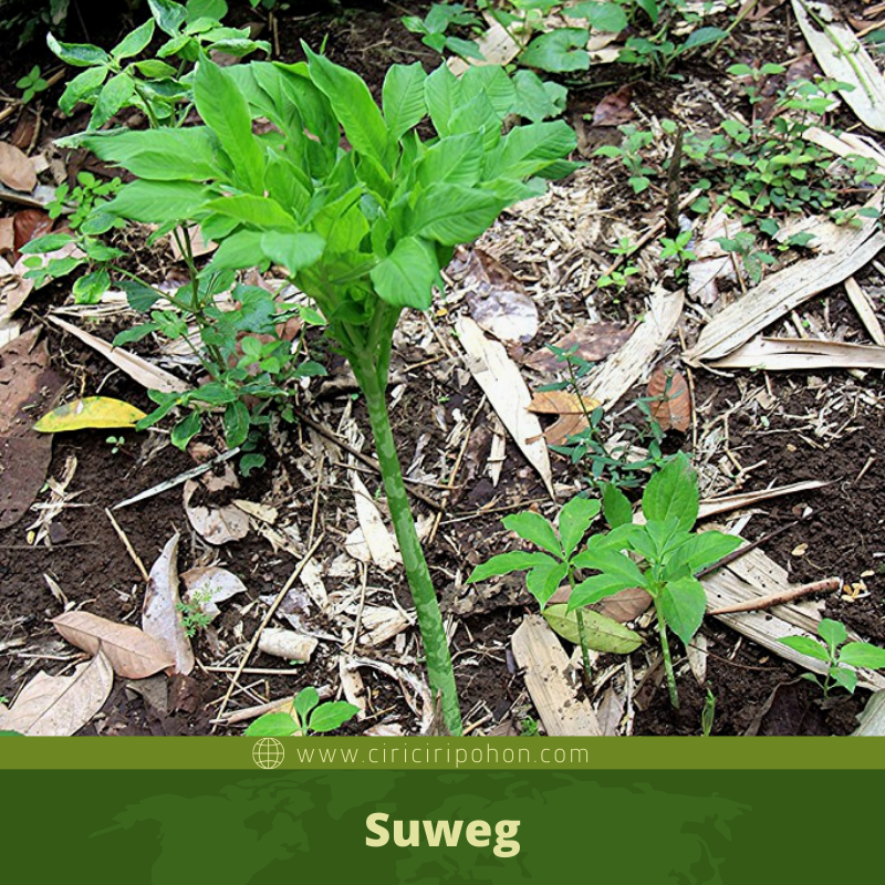 60+ Pohon Gulma atau Rumput Liar (Lengkap dengan Nama dan Gambar ...