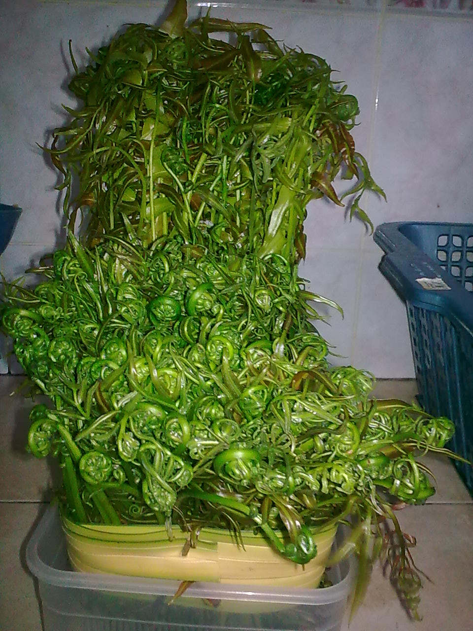 lia cake house bakery