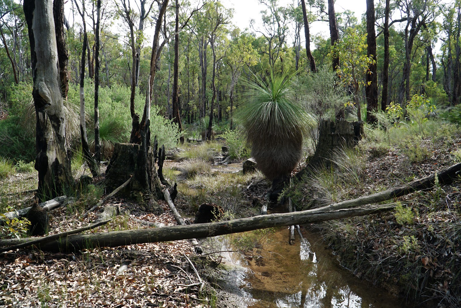 Abyssinia Rock Walk GPS Route (Jarrahdale State Forest) ~ The Long Way ...