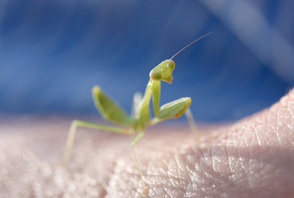 15 Cute baby praying mantises (15 pics) | Amazing Creatures