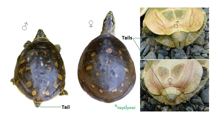 Nature in Nepal: Tortoises and Freshwater Turtles of Nepal and Their ...