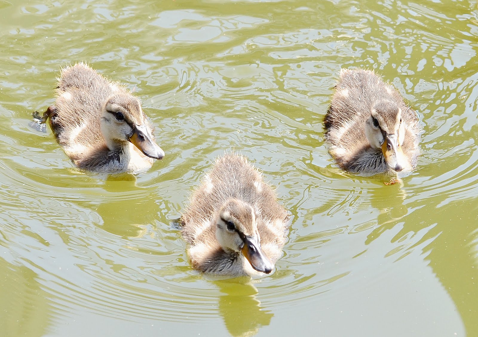 Dina's City Wildlife Adventures: Baby ducks growing up