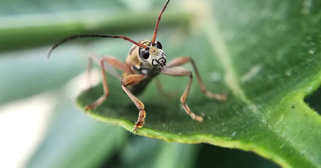 The Common names for these insects include the cave weta - Natural ...