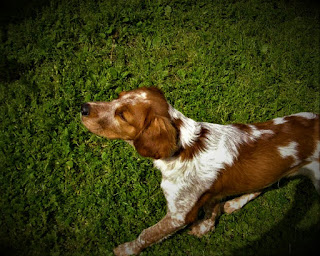 Breton Espanol Dog breed information, description, personality, price ...