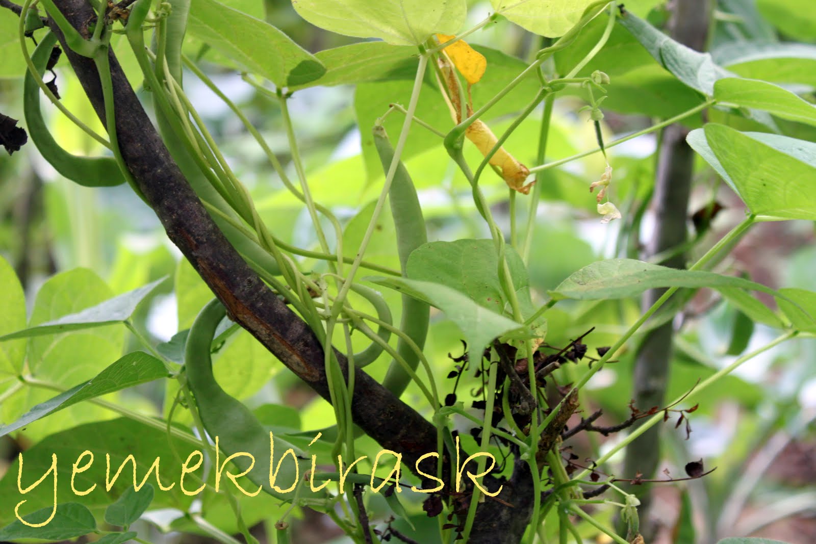 yemek bir aşk: yemekbirask 2011 yaz tatili CİDE...